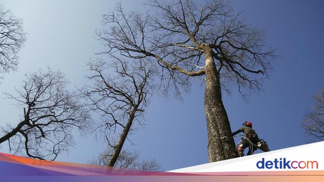 Pohon Ek Ratusan Tahun Jadi Bagian Notre Dame
