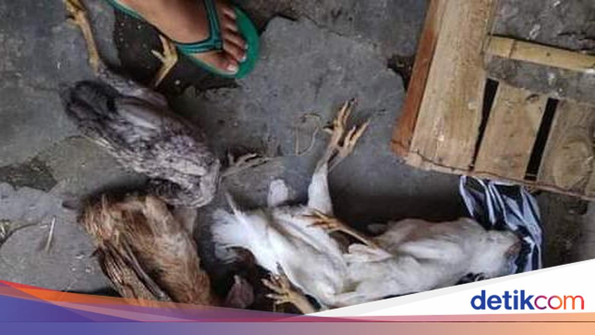 Ayam-ayam Mati Mendadak di Klaten Masih Terjadi, Diduga Ini Sebabnya