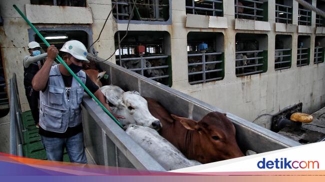 Impor Sapi Australia untuk Jaga Pasokan Kebutuhan Daging Dalam Negeri