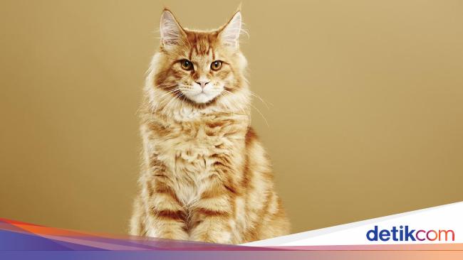 Kucing Maine Coon: Asal-usul, Ciri-ciri, Sifat, dan Cara Merawatnya