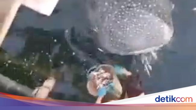 Hiu Tutul Muncul di Muara Badak Kukar, Nelayan-Wisatawan Diminta Waspada