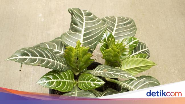 Mengenal Tanaman Hias Zebra dan Cara Merawatnya
