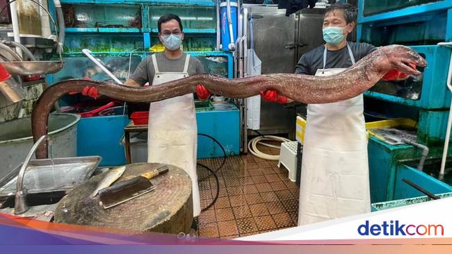 Belut Raksasa Langka 3,6 Meter Ini Ludes Diburu Pembeli