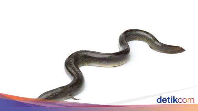 Apa Perbedaan Belut, Ikan Sidat, Unagi, dan Anago yang Sering Dikira Sama?