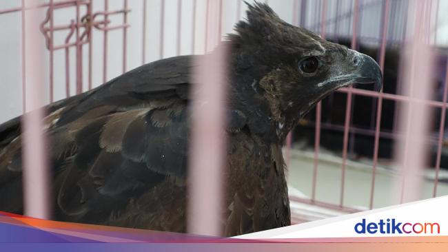 Elang Brontok-Kukang Dievakuasi BKSDA Tasikmalaya di Awal 2022