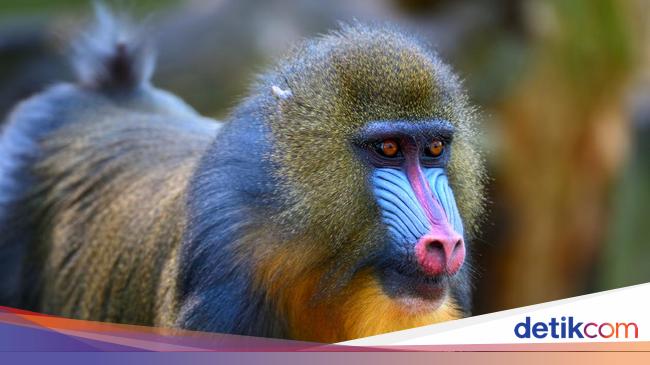 Disney Kedatangan Bayi Monyet Dukun