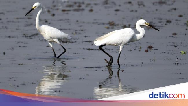 Mengenal Burung Kuntul, Si Penyeimbang Ekosistem Alam Mengenal Burung Kuntul, Si Penyeimbang Ekosistem Alam