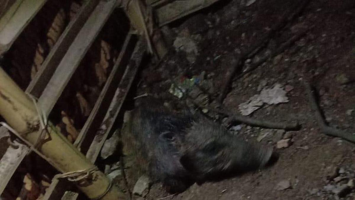 'Babi Ngepet' Sesungguhnya Sudah Pernah Dibikin Peneliti AS Lho!