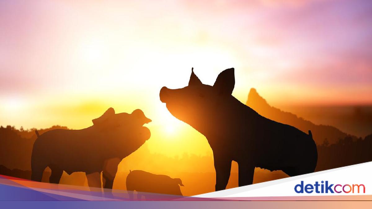 Jenis-jenis Babi yang Ada di Indonesia: Babi Kutil hingga Babi Berjenggot