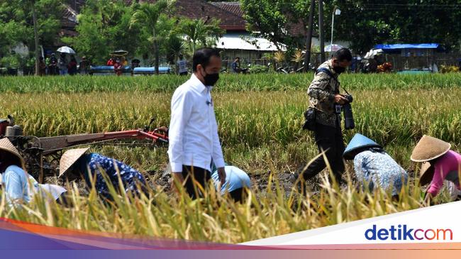 Jokowi Kunjungan Kerja ke Ngawi, Berikut Agendanya!