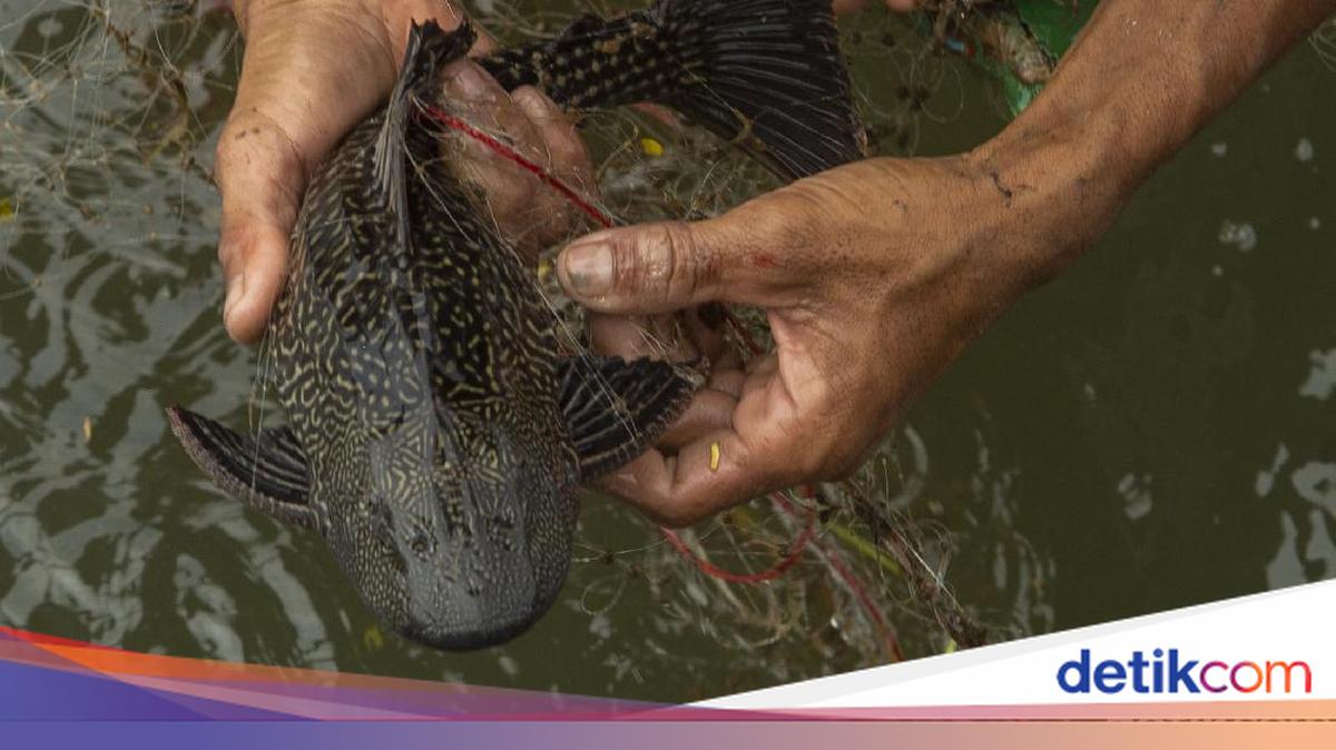 Hewan dan Tumbuhan Invasif Apakah Aman untuk Dimakan? Ini Kata Pakar