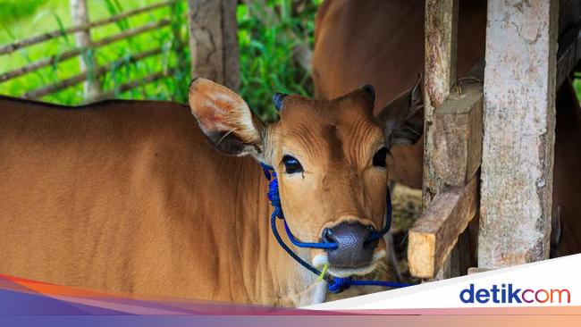 Foto: Fakta Menarik Tentang Kerbau