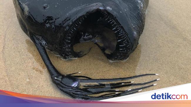 Viral di Facebook, Ikan Monster Ditemukan di California