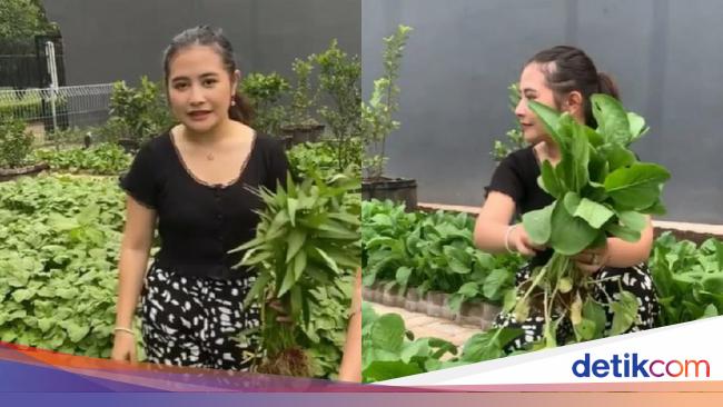 Prilly Latuconsina Punya Kebun Sayur Organik di Rumah, Tanam Apa Saja?