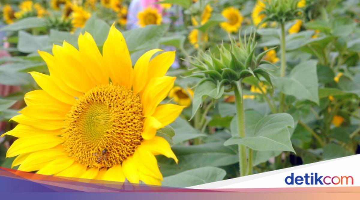 Apa Cairan pada Bunga yang Diserap Lebah? Begini Prosesnya Jadi Madu!