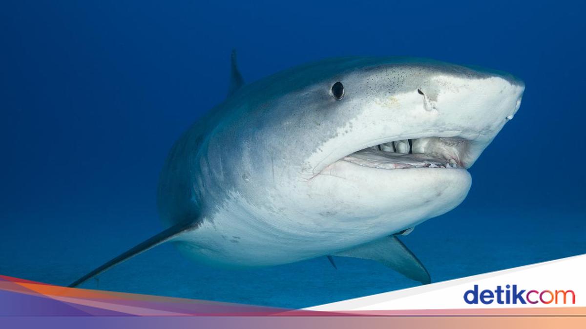 Ada Hiu Macan yang Memuntahkan Hewan Darat Mirip Landak, Kok Bisa?