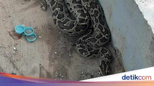 Ular Sanca Batik 4 Meter Muncul di Halaman Rumah Warga di Makassar