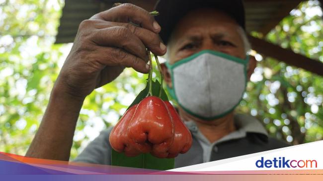 Keren! Omzet Penjualan Jambu Air Demak Diperkirakan Rp194 M per Tahun