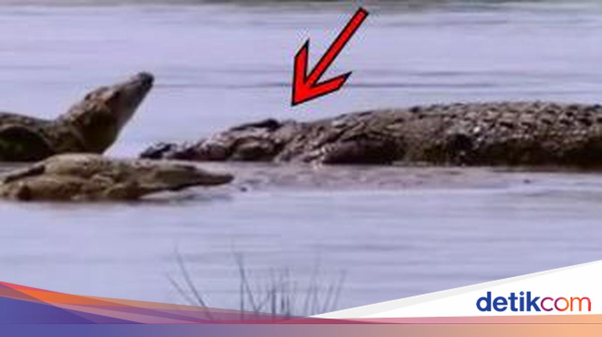 Kisah Gustave, Buaya Raksasa Pemakan Ratusan Manusia