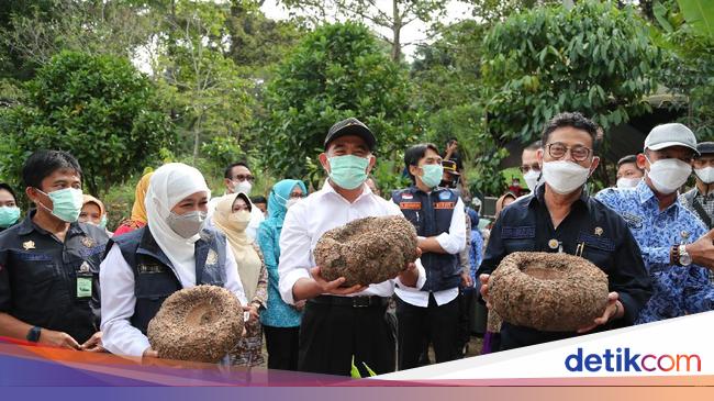 Produksi Umbi Basah Porang Madiun Capai 50,1 Ton di 2020 Produksi Umbi Basah Porang Madiun Capai 50,1 Ton di 2020