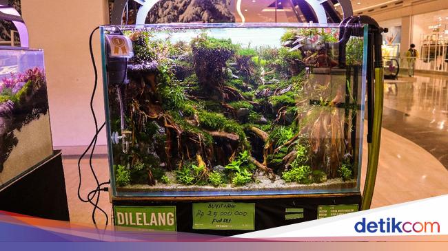Mengenal Aquascape: Sejarahnya di Indonesia dan Komponen Penting ...