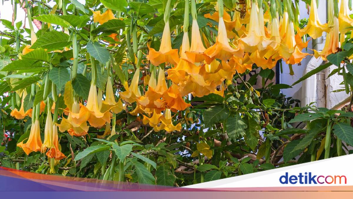 Mengenal Alat Kelamin Jantan pada Bunga dan Proses Penyerbukannya