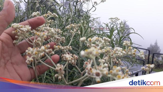 Mitos dan Fakta Bunga Edelweis, si "Bunga Abadi"