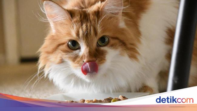 Viral Kucing Tunggui Makam Mufti, Ini Istimewanya si Anabul dalam Islam