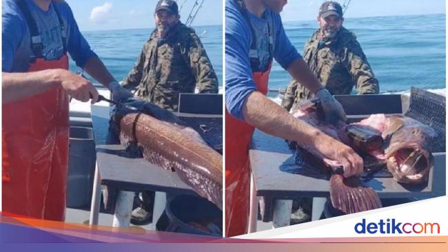Wow! Di dalam Perut Ikan Jumbo Ini Ada Botol Whiskey Utuh