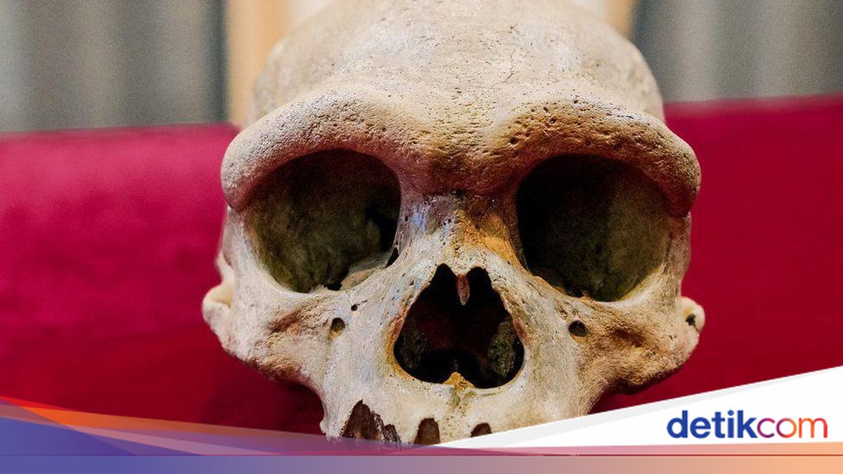 Ditemukan Tengkorak Manusia Naga, Diyakini Kerabat Dekat Homo sapiens