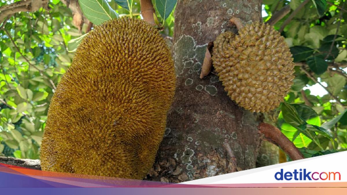 Cerita Sunda Bodor, Dongeng Si Kabayan Ngala Nangka