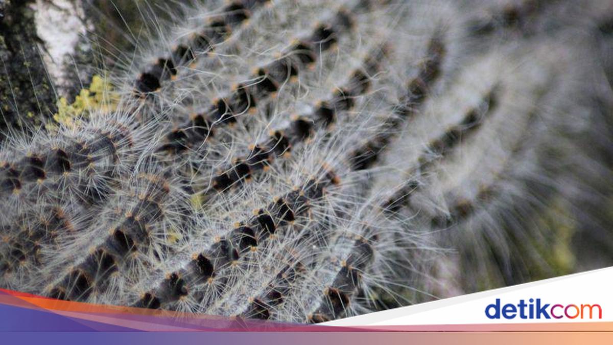 Penyebab Ulat Bulu Bikin Gatal Kulit