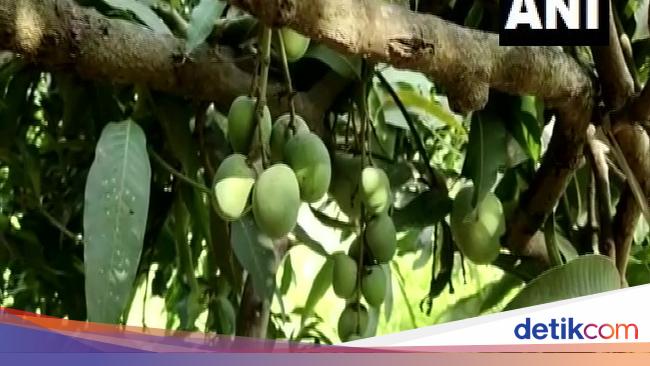 Kalender Jawa Selasa Kliwon 23 April 2024: Hari Baik Menanam Pohon Buah
