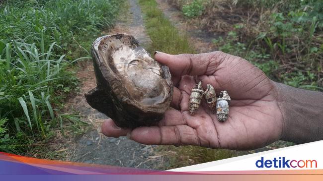 Fosil Kerang Laut Ditemukan di Sekitar Danau Love Papua, Kok Bisa?