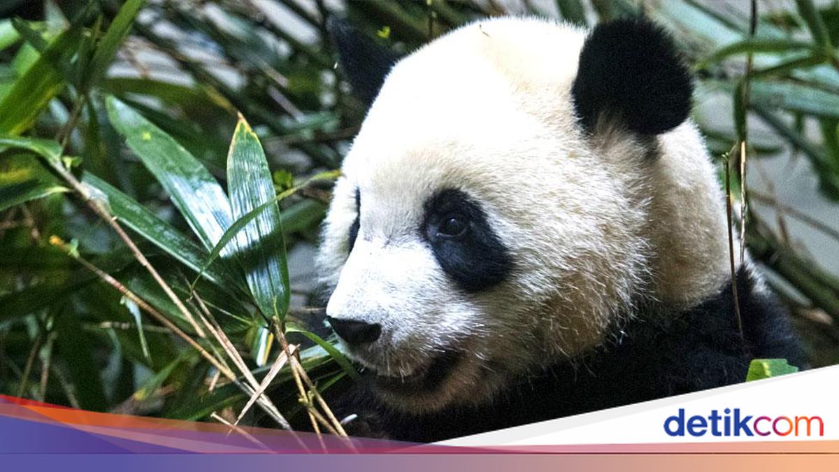 China Berhasil Buat Panda Tak Lagi Terancam Punah Walau Masih Rentan