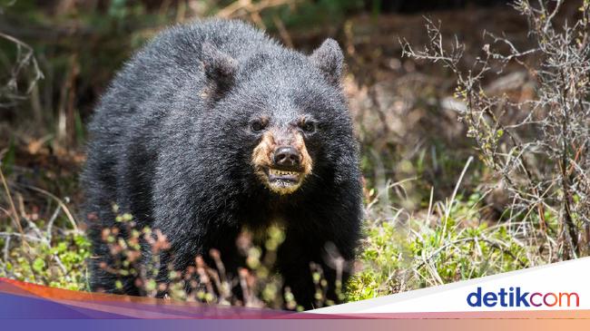 Taman Rekreasi Ini Tutup Saat Dikunjungi Beruang Hitam