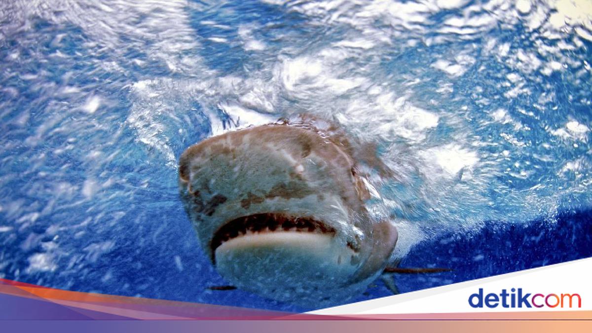 Niat Buang Air Kecil, Pria Tewas Digigit Hiu