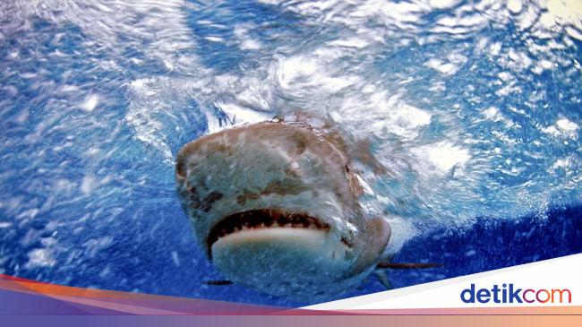 Niat Buang Air Kecil, Pria Tewas Digigit Hiu