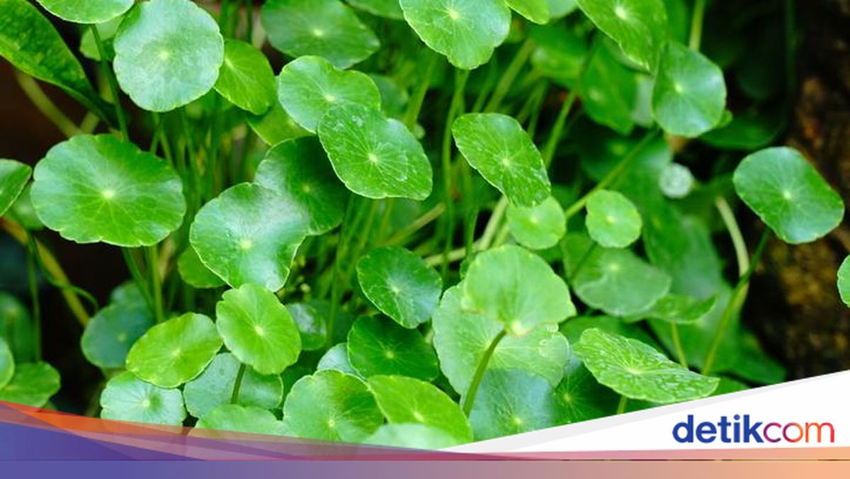 5 Tanaman Herbal untuk Tingkatkan Daya Tahan Tubuh di Masa Pandemi