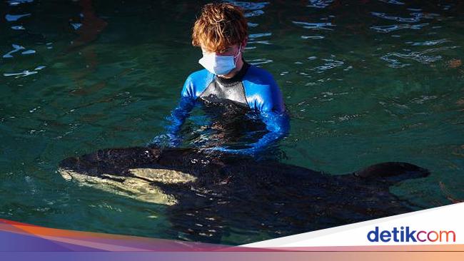 Bayi Orca Mati dalam Proses Mencari Induknya yang Hilang