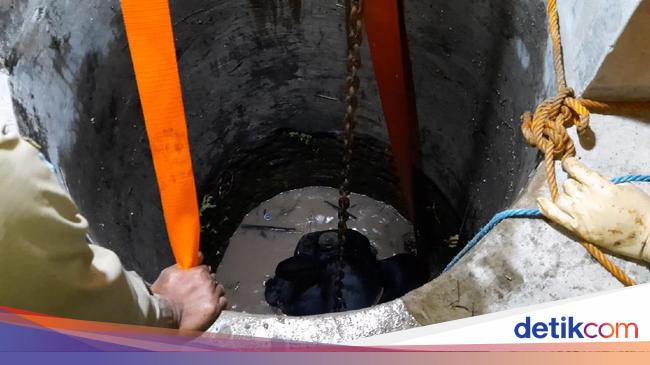 Sapi Kurban 700 Kg Masuk Sumur, Begini Evakuasinya