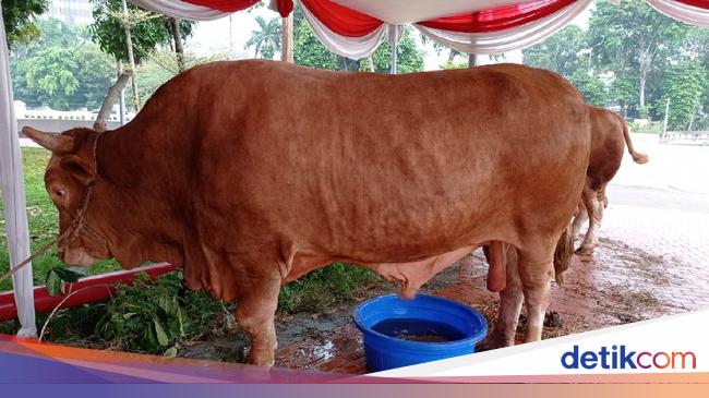 Penampakan Sapi Kurban Jokowi Seberat 1,2 Ton di Masjid Istiqlal