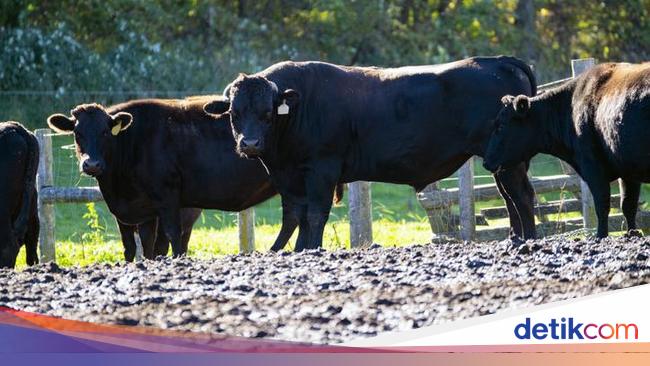 7 Fakta Wagyu, Daging Sapi Jepang Premium yang Lumer Juicy