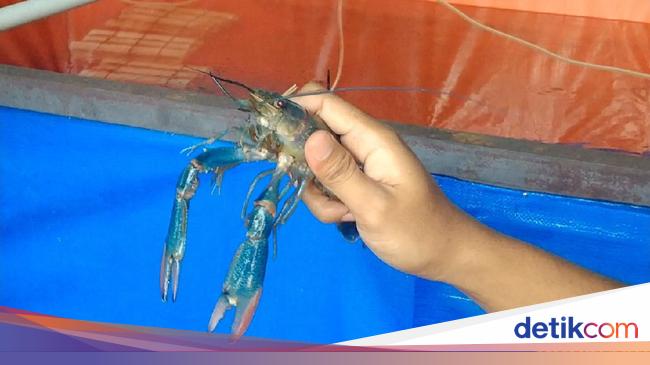 Mengenal Lobster Air Tawar dan 8 Cara Budidaya untuk Pemula