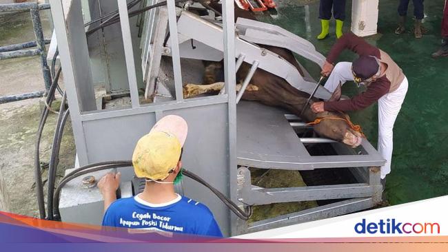 Seperti Ini Cara Pemotongan Sapi Kurban dengan Restraining Box