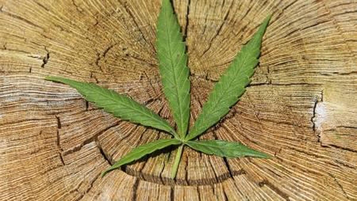 Wajib Tahu! Ganja Medis Tak Sama dengan Daun Ganja, Ini Bedanya