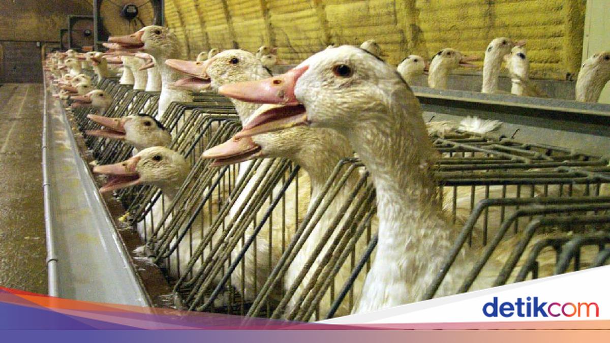 Belum Banyak yang Tahu! Proses Pembuatan 5 Makanan Ini Menyakiti Hewan