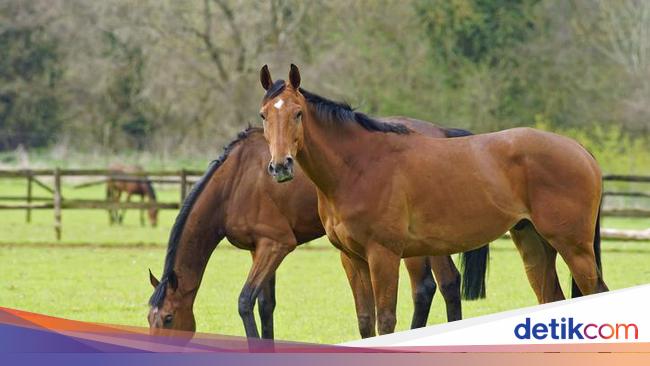 Hukum Makan Daging Kuda dalam Islam dan Khasiatnya untuk Kesehatan