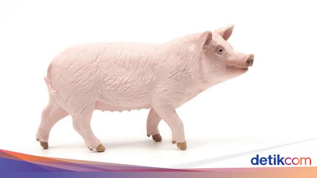 Muslim Boleh Makan Babi Asalkan Berada dalam Kondisi Ini