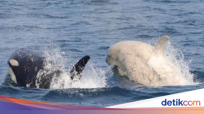 Induk Paus Orca Rela 'Berkorban Seumur Hidup' Untuk Anakan Jantannya ...